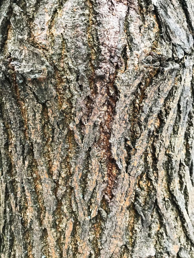 The Bark of a Tree with an Interesting Natural Ornament. Stock Image ...