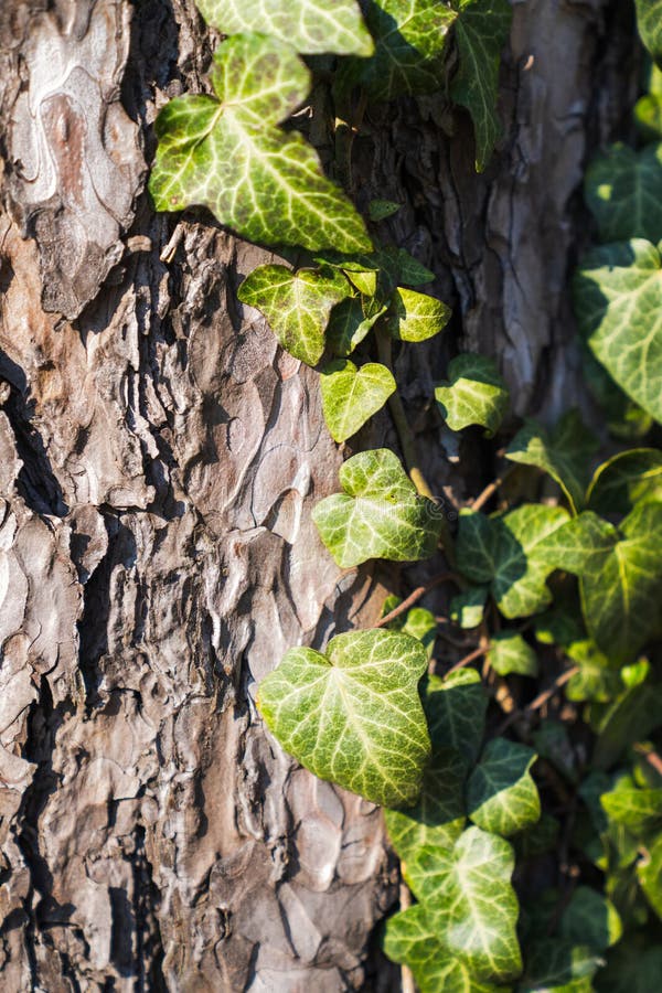 Bark Tree with Ivy Close Up. Stock Photo - Image of bark, foliage ...