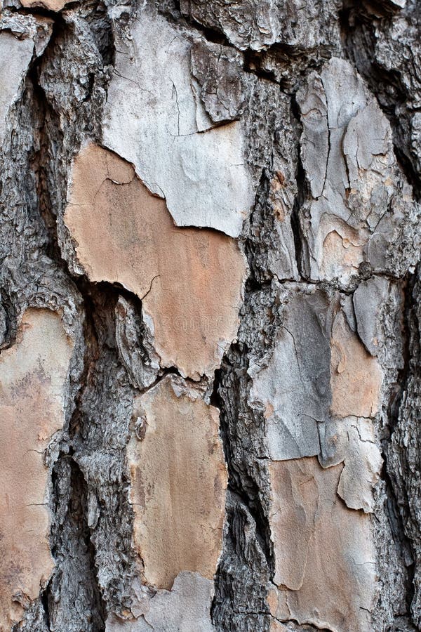 Layered Bark of a Pine Tree Background Stock Image - Image of bark ...