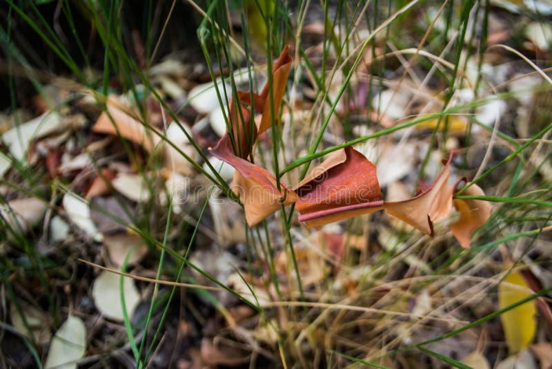Tree bark stock image. Image of color, waste, yellow - 101175271