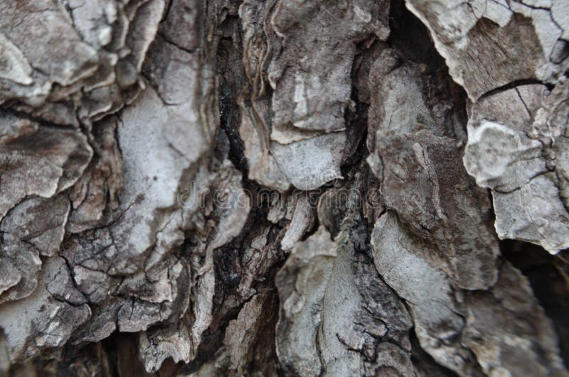 Bark of a tree, Macro stock image. Image of closeup - 158708303