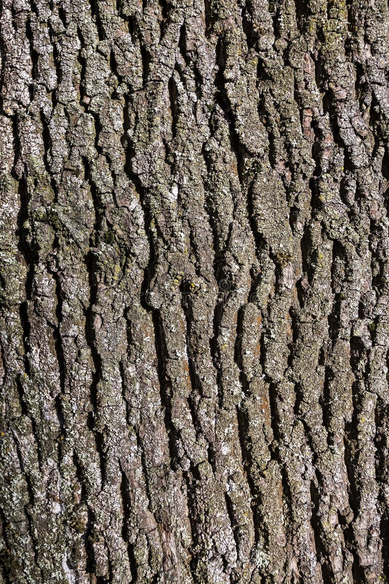 1,761 Maple Bar Stock Photos - Free & Royalty-Free Stock Photos from ...