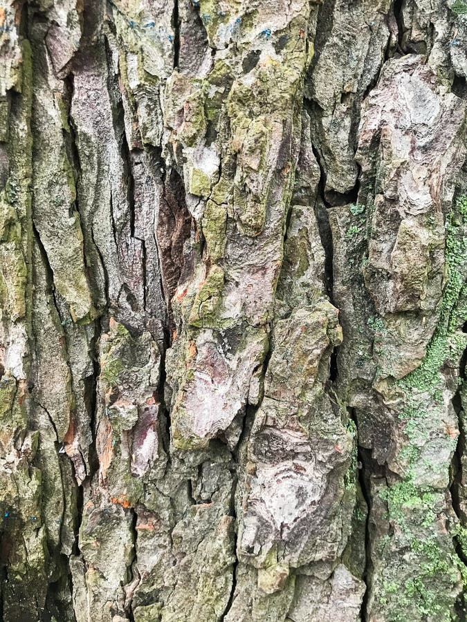Bark Tree with a Moss in the Entire Surface. Stock Image - Image of ...