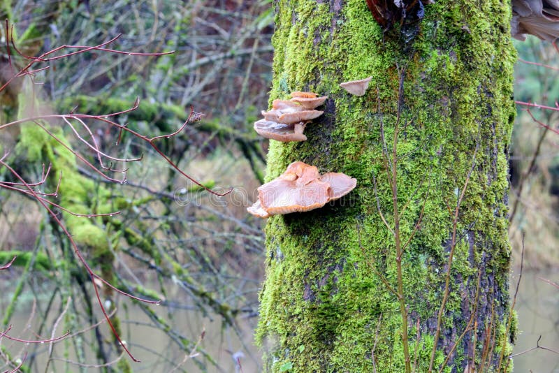 Tree Mushrooms stock image. Image of growing, mushrooms - 133453839
