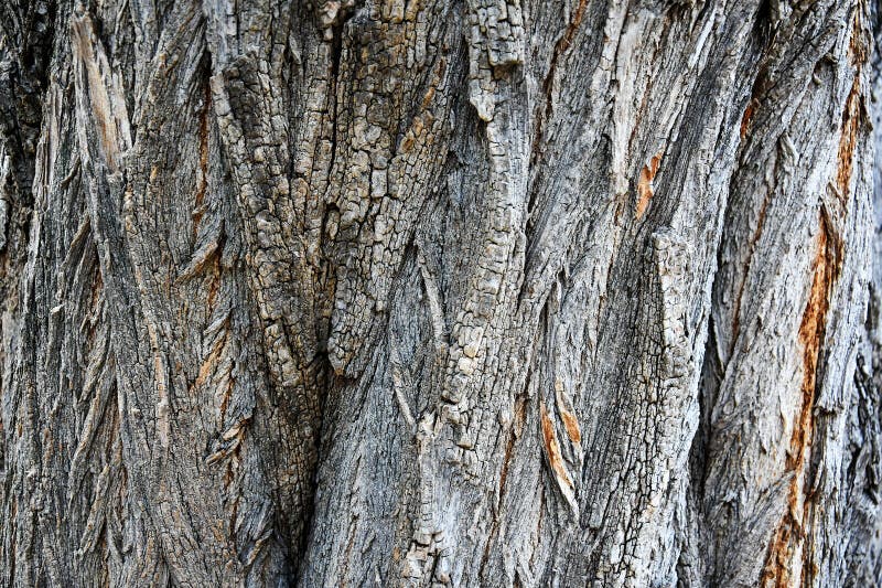 Bark of a Tree, Natural Background Texture, Stock Image - Image of ...