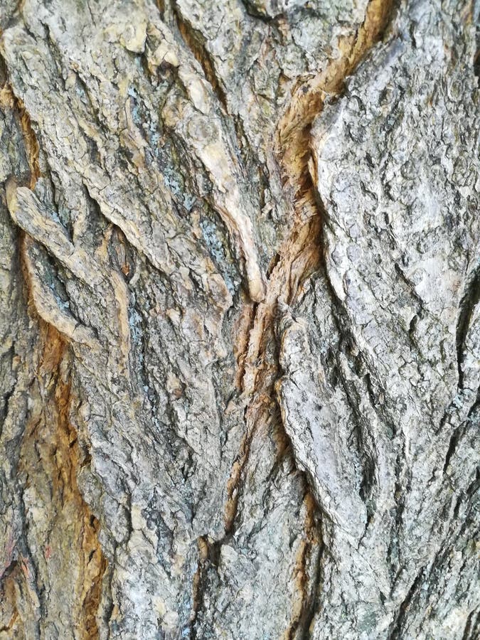 Bark of tree stock image. Image of macro, forms, bark - 207239441