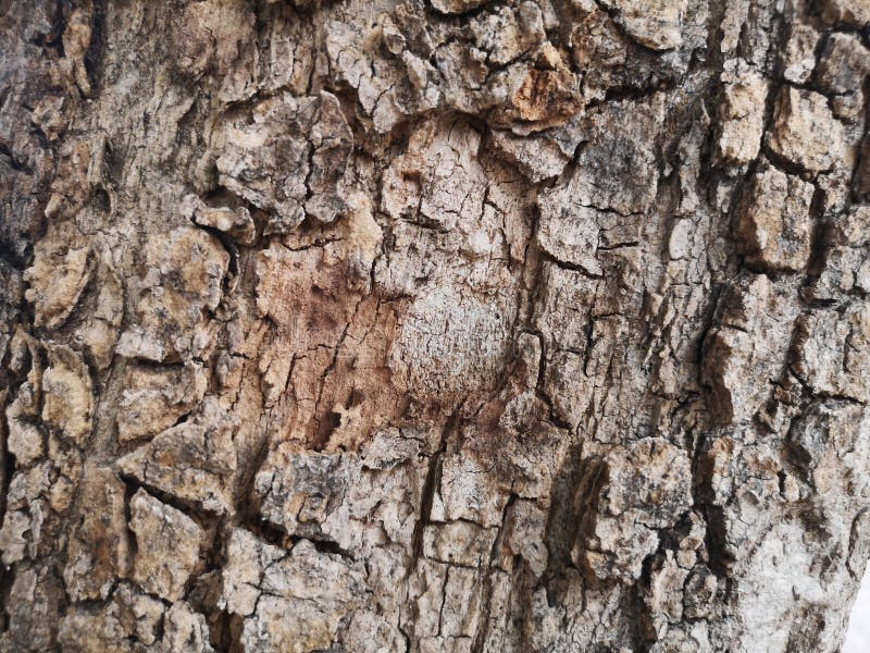 Bark of a Tree.Natural Material Stock Photo - Image of backdrop ...
