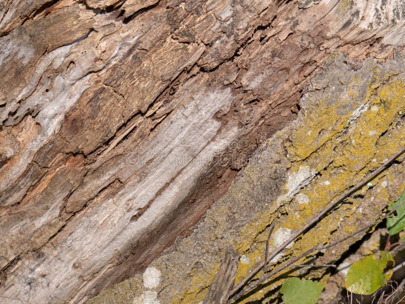 Bark of Tree Natural Wood for Texture Stock Image - Image of leaf ...