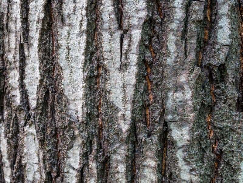 Bark Tree Natural Wood Texture Pattern Stock Photo - Image of aged ...