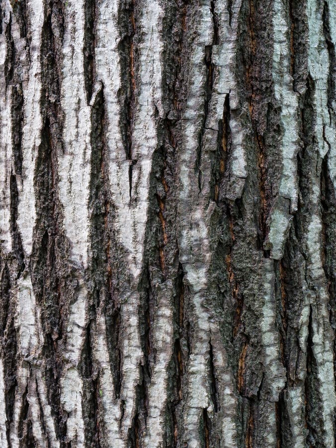 Bark Tree Natural Wood Texture Pattern Stock Image - Image of bark ...
