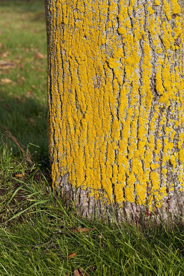 Tree bark stock photo. Image of algae, large, trunk - 121684500