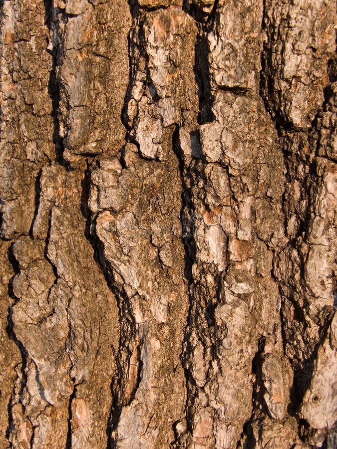 Bark a Tree an Oak a Close Up Stock Photo - Image of close, structure ...