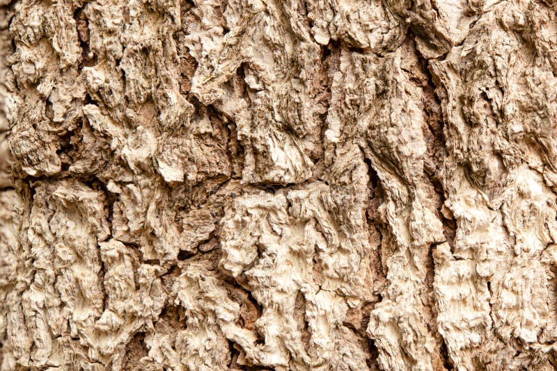 The skin of the bark stock image. Image of cracking - 216127337
