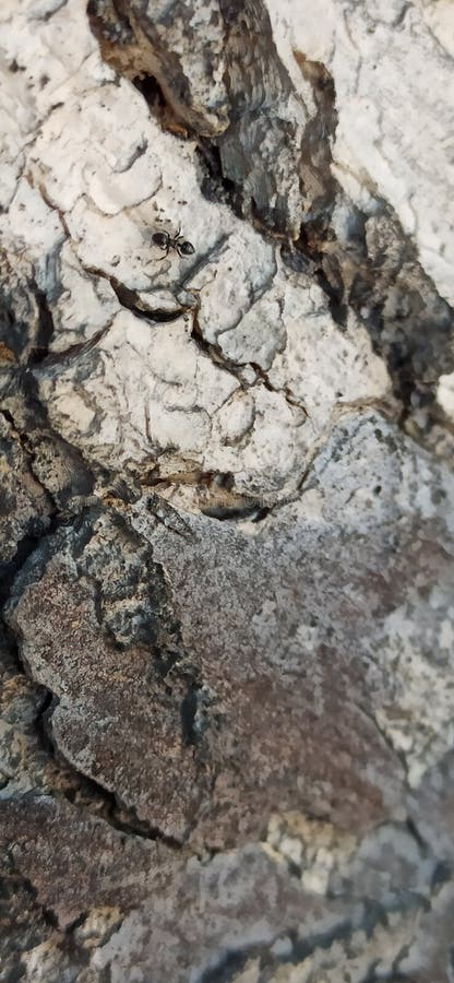 Bark of the Tree stock image. Image of tree, environment - 186637145