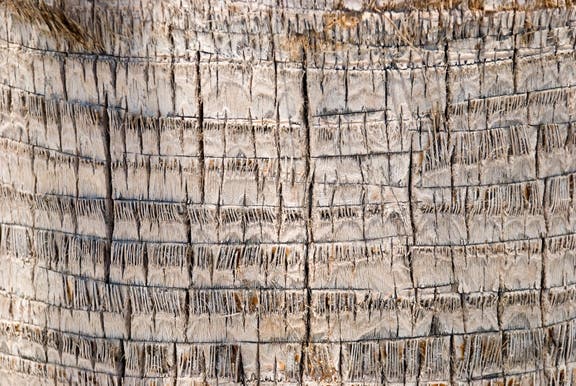 Bark of a Tree-palm Bark Structure Stock Image - Image of structure ...