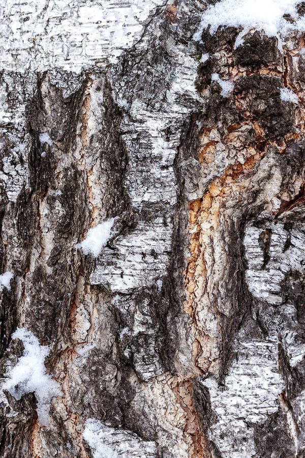 The Structure of the Bark of Different Types of Trees in a Forest Park ...