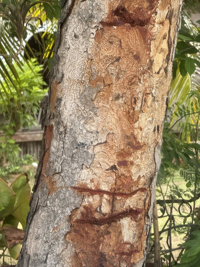 Bark of a Tree with a Pattern of an Old Bark Stock Photo - Image of ...
