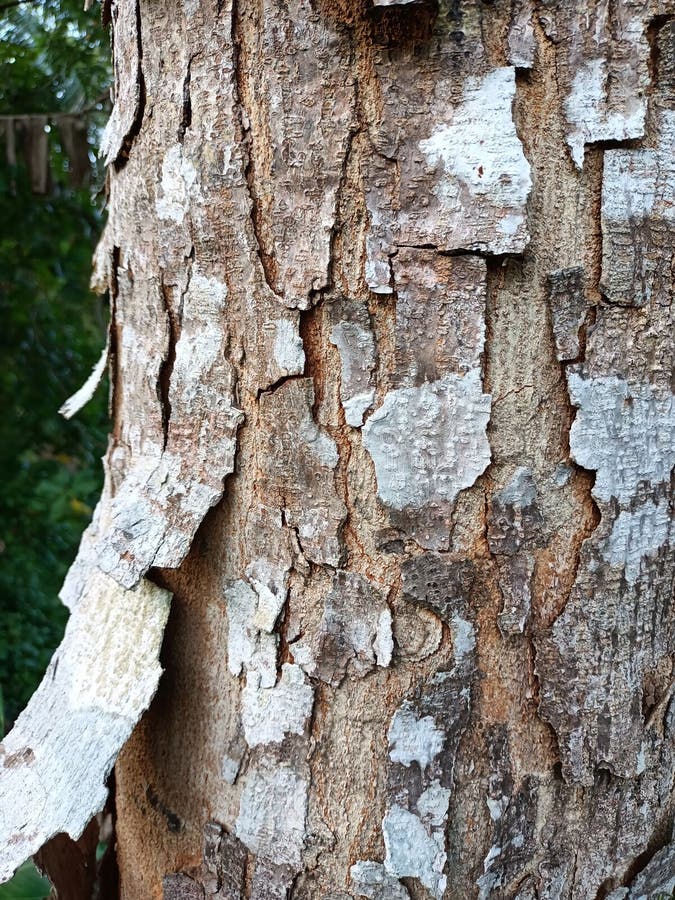 The Bark of the Tree is Peeled Off Stock Photo - Image of garden ...