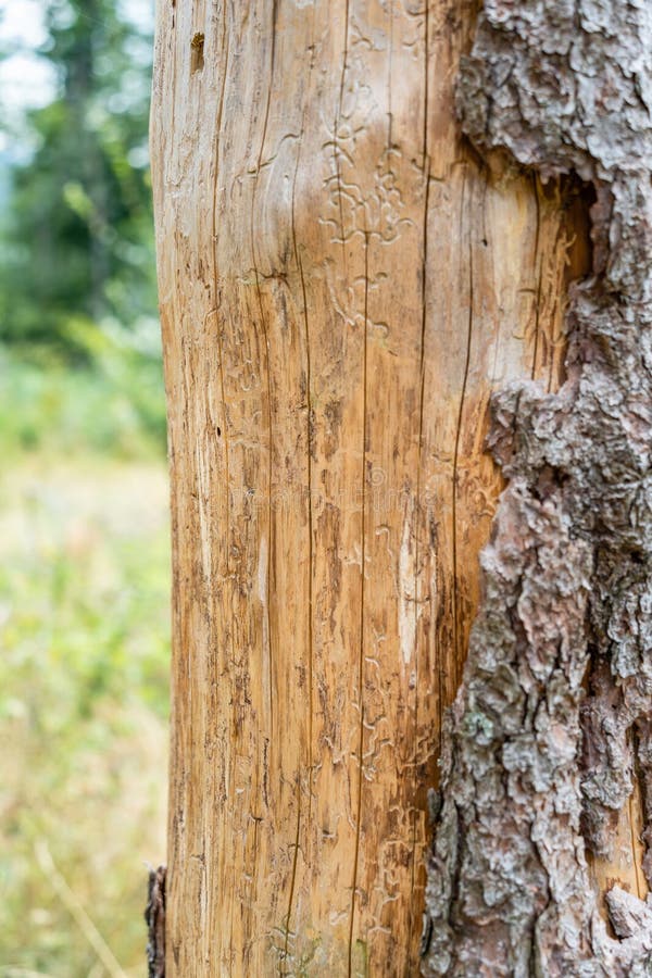 Bark Tree Peeling Off from a Tree Trunk Stock Photo - Image of trunk ...