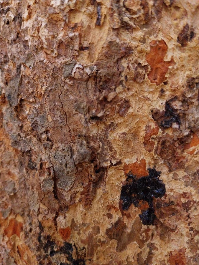 The Bark of the Tree Peels Off and Oozes Sap Stock Photo - Image of ...