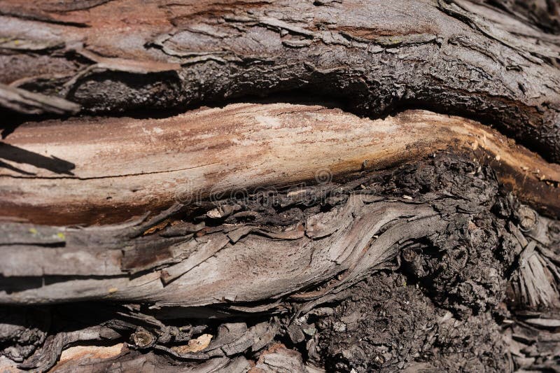 Bark, Tree, Plant, Structure, Patterns, Texture, Botany, Nature Stock ...