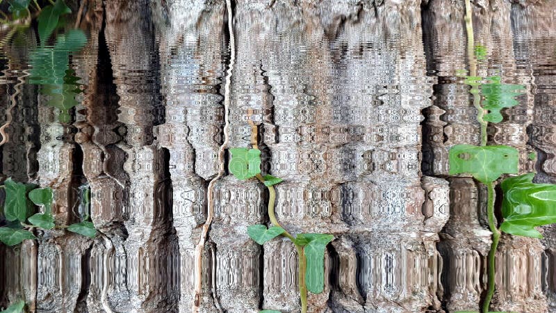 Bark of a tree close-up stock image. Image of pattern - 282330591