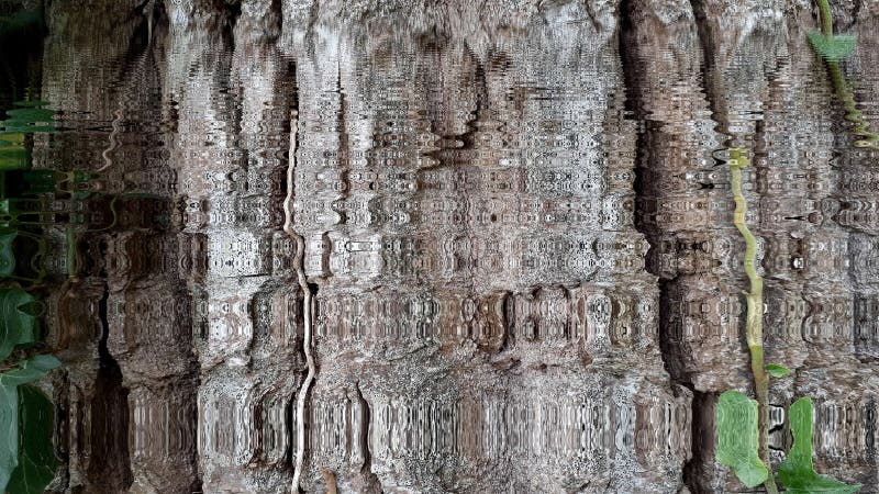 Bark of a tree close-up stock image. Image of pattern - 282330591