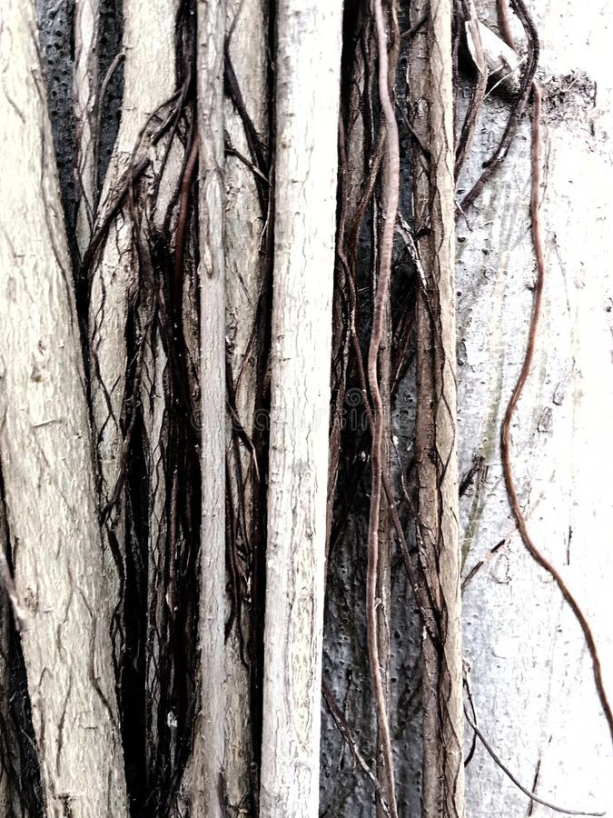 Bark and Tree Roots Texture Brown Gray Stock Image - Image of gray ...