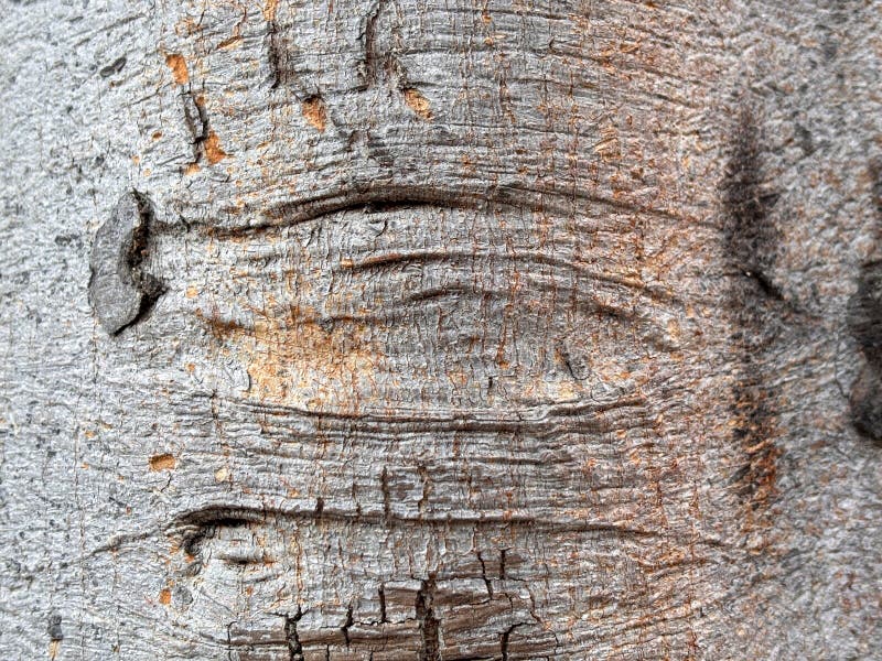 The Bark of a Tree is Rough and Has Many Scratches Stock Photo - Image ...