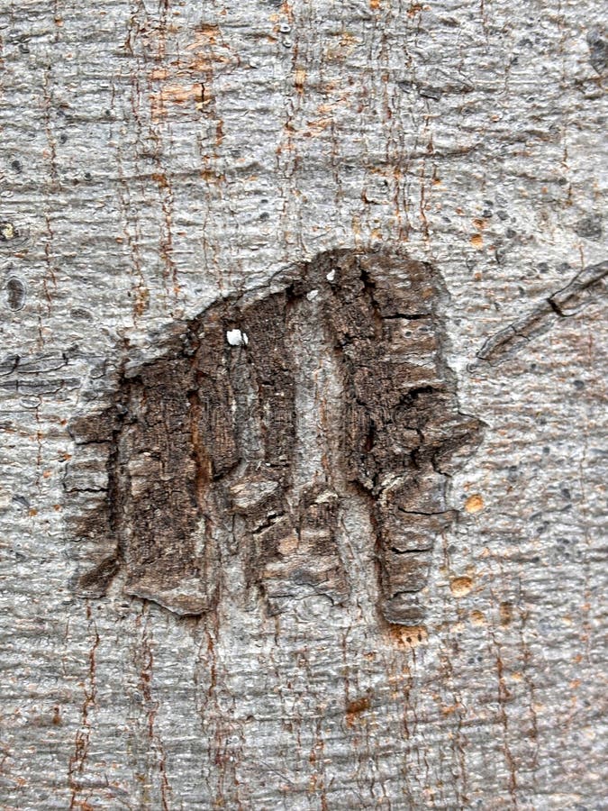 Bark Tree Rough Has Many Scratches Stock Photos - Free & Royalty-Free ...