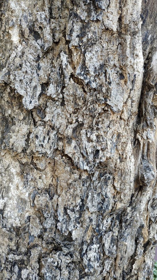 The Bark of Tree Rough Surface Background Closeup, Tree Textures Abstract Background Closeup ...