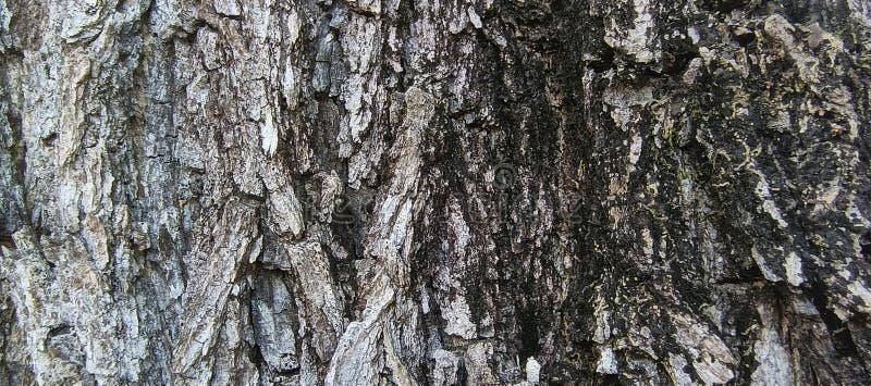 The Bark of the Tree is Rough-textured, Blackish Brown, Which is ...