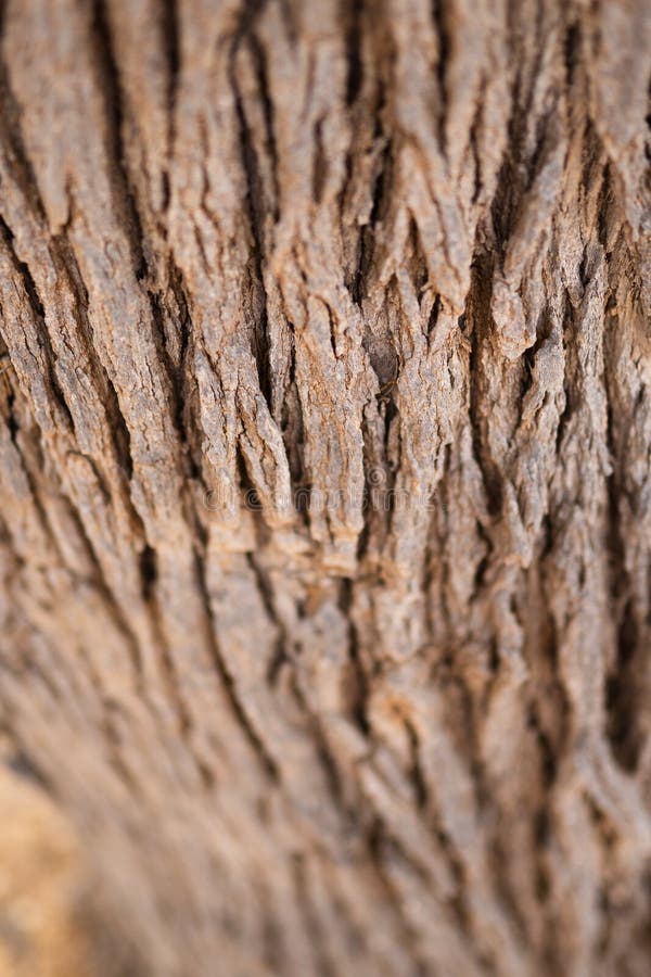 Bark of Tree. Seamless Brown Tree Bark Texture Stock Image - Image of ...