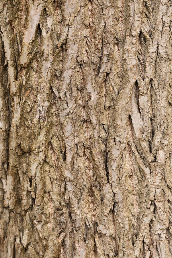 Bark of Tree. Seamless Brown Tree Bark Texture Stock Photo - Image of ...