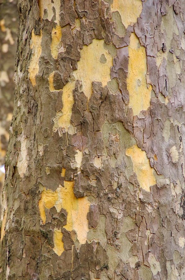 Bark of a Tree, Structure Background Stock Photo - Image of background ...