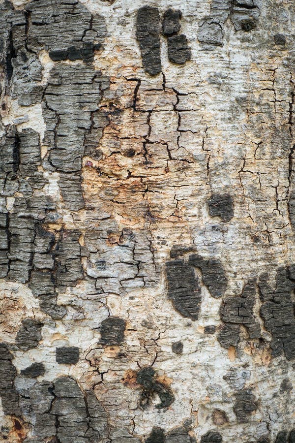 Bark of tree texture stock photo. Image of closeup, gray - 69504308