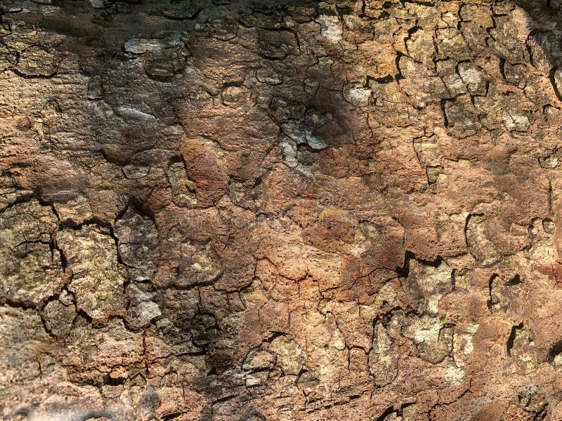 Bark Tree Texture Background, Bark is Outermost Layers of Stems and ...