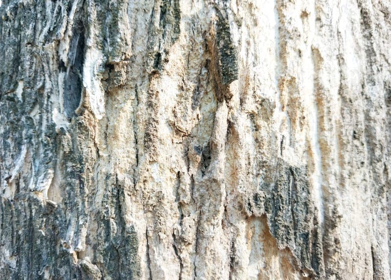 Bark. Tree Texture for Background. Irregular Bumpy, Unique Patterns ...