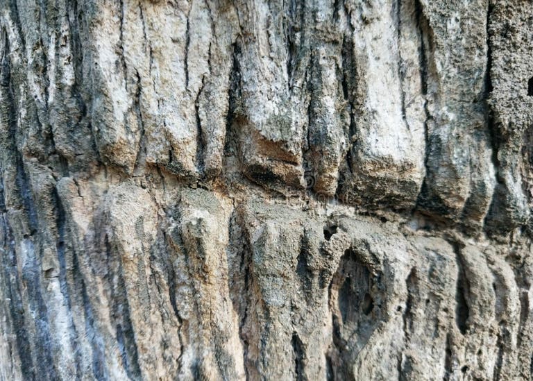 Bark. Tree Texture for Background. Irregular Bumpy, Unique Patterns ...
