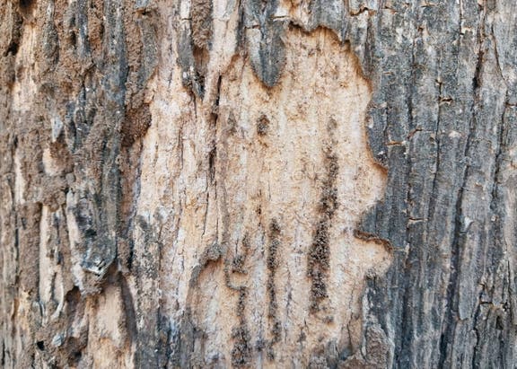Bark. Tree Texture for Background. Irregular Bumpy, Unique Patterns ...
