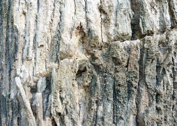 Bark. Tree Texture for Background. Irregular Bumpy, Unique Patterns ...