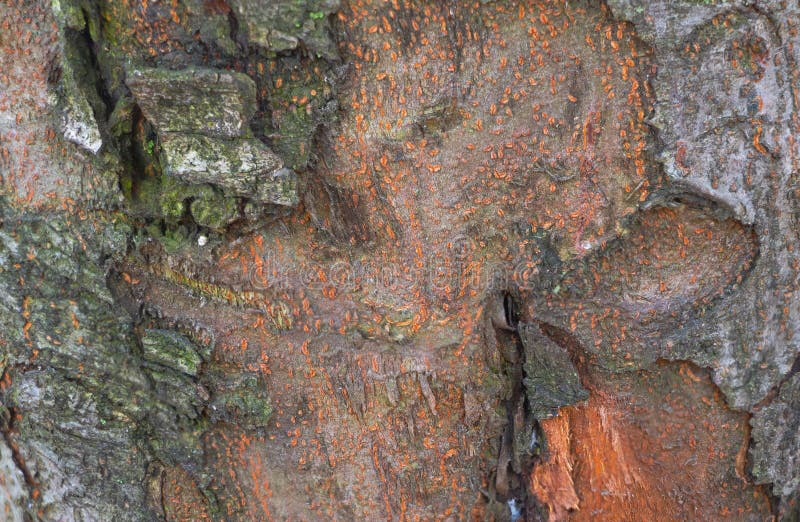 Bark Tree Texture Background of the Quince Tree - Close Uip Macro Stock ...