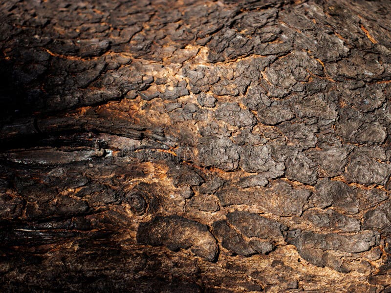 Black Bark Pattern Caused by Forest Fire Background Texture of Tree ...