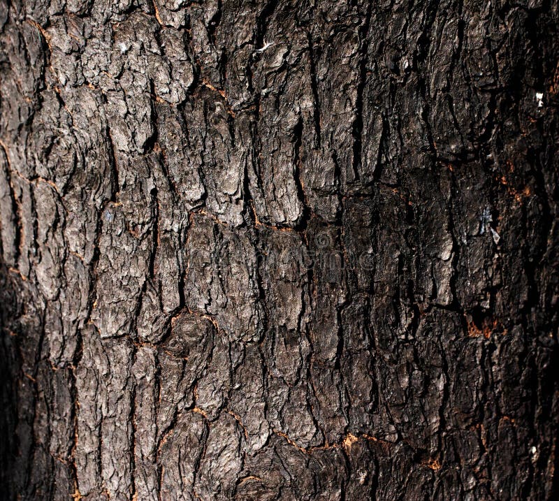 Black Bark Pattern Caused by Forest Fire. Stock Photo - Image of brown ...
