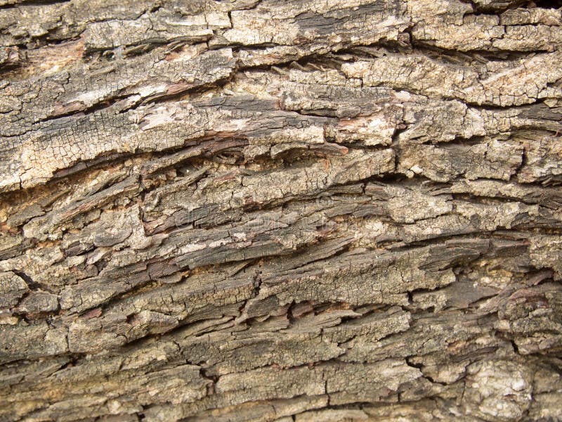 Bark of tree texture stock image. Image of wooden, abstract - 192384873