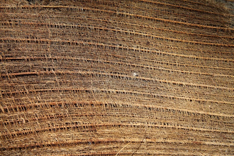 Bark tree texture stock photo. Image of stump, dirt, plant - 90552010