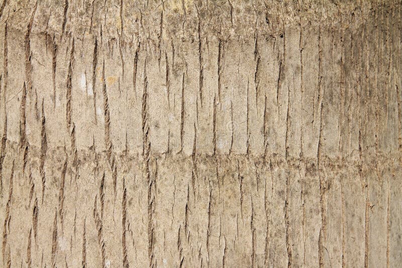 Bark tree texture stock photo. Image of hard, dried, dirt - 90552440