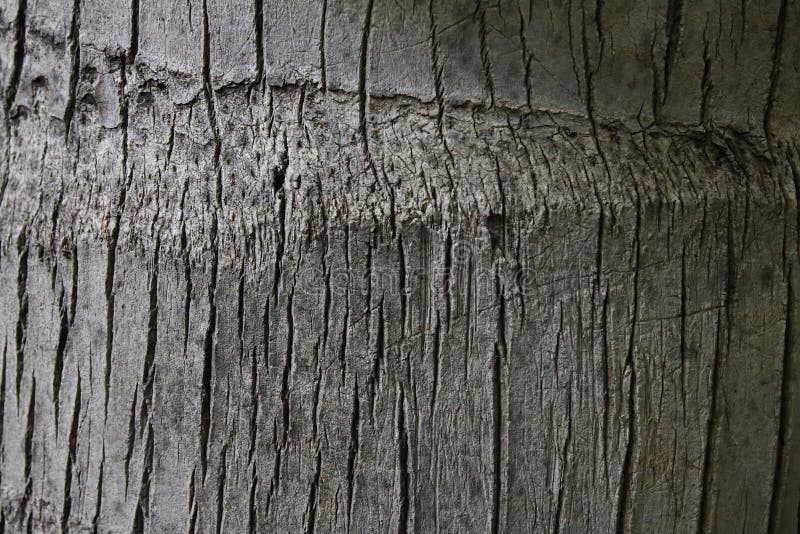 Bark tree texture stock photo. Image of neem, detail - 90558644