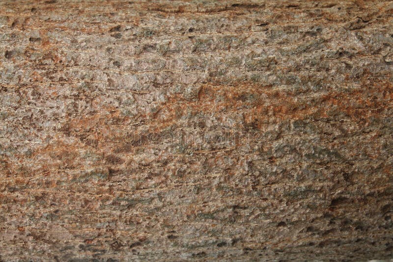 Bark tree texture stock photo. Image of natural, surface - 90558744