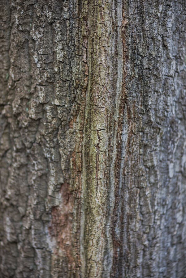 Bark of tree stock image. Image of grunge, environment - 203528857